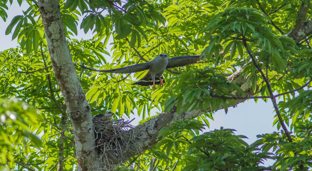 Green Hills Butterfly Ranch: Belize's Best Butterfly Ranch Must Visit!