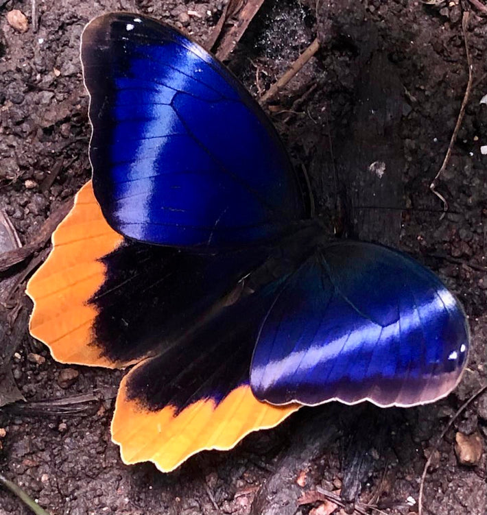 Green Hills Butterfly Ranch: Belize's Best Butterfly Ranch Must Visit!